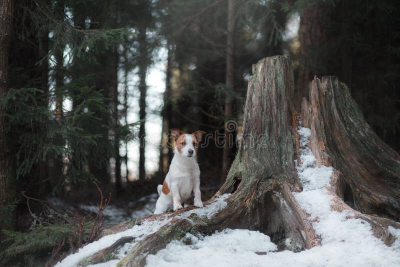 Dog Jack Russel Terrier Outdoors in the Forest, Happy Stock Image ...