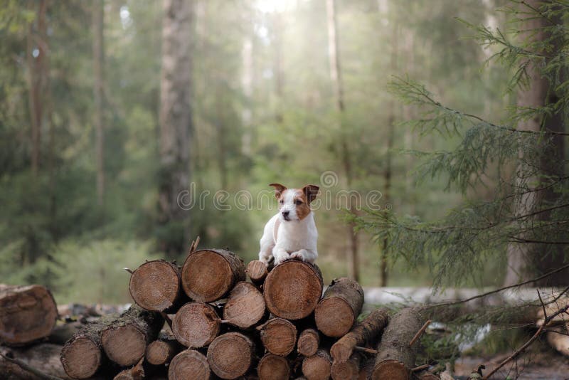 Dog Jack Russel Terrier Outdoors in the Forest, Happy Stock Photo ...