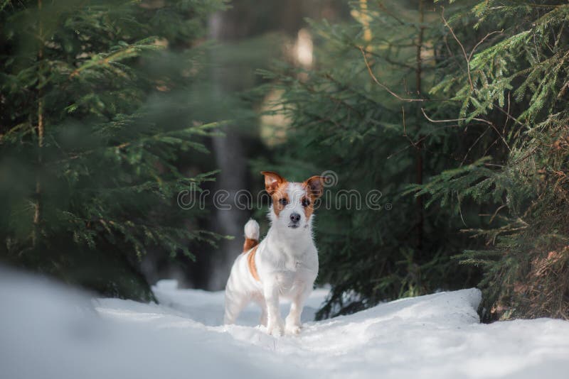 Dog Jack Russel Terrier Outdoors in the Forest, Happy Stock Photo ...