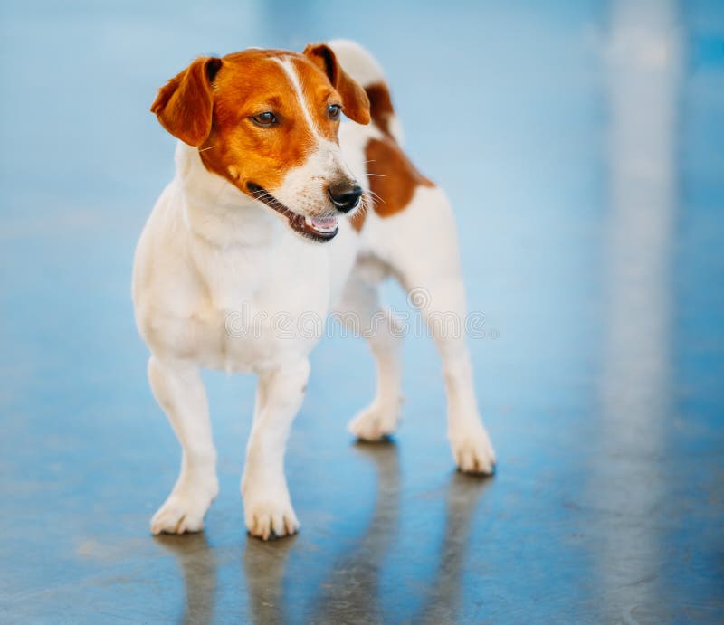 Dog jack russel terrier stock photo. Image of friend - 47981132
