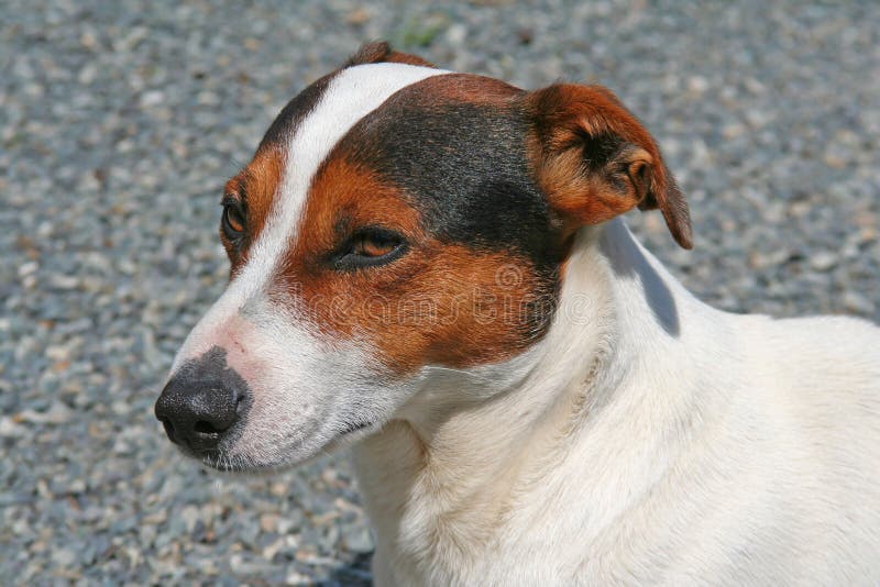 Dog, Jack russell stock image. Image of canine, pound, keen - 772925