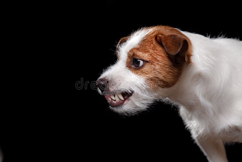 Dog Jack Russell Terrier on the Black, Angry Stock Image - Image of ...