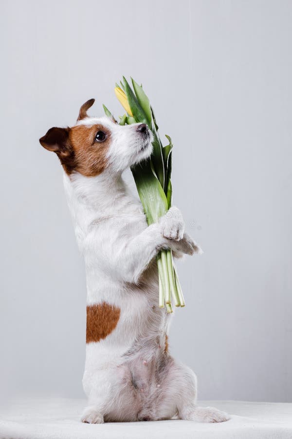 Dog Jack Russell Terrier with Flowers Stock Photo - Image of mammal ...