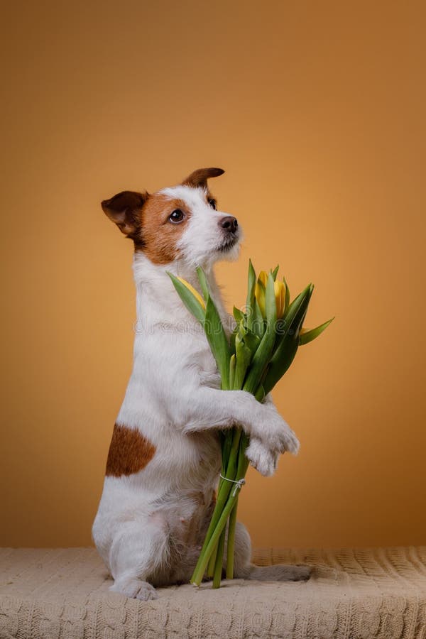 Dog Jack Russell Terrier with Flowers Stock Image - Image of mammal ...