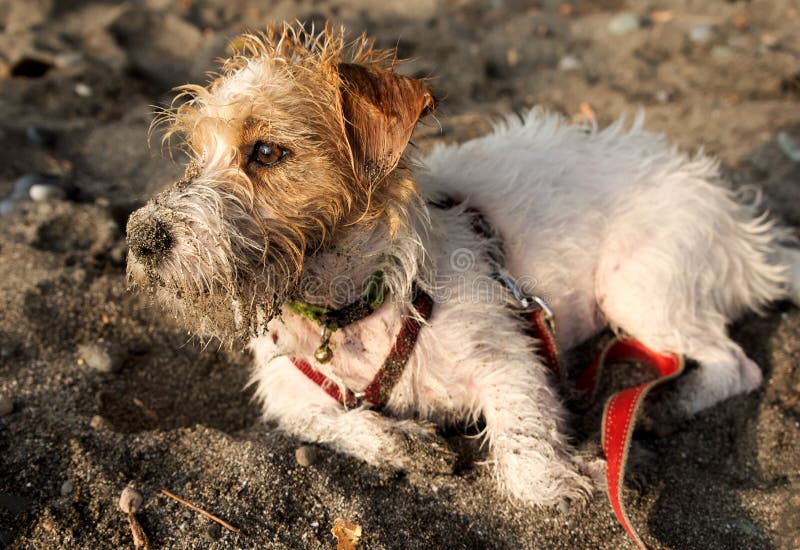2,151 Fluffy Jack Russell Terrier Stock Photos - Free & Royalty-Free ...