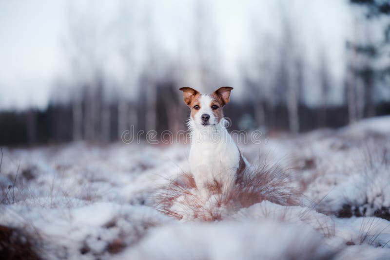 Dog Jack Russell Terrier Outdoors in the Winter, Snow, Stock Image ...