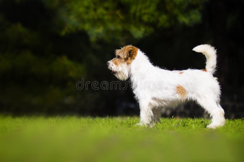 Dog Standing Sideways Outdoors Stock Photo - Image of outside, brown ...