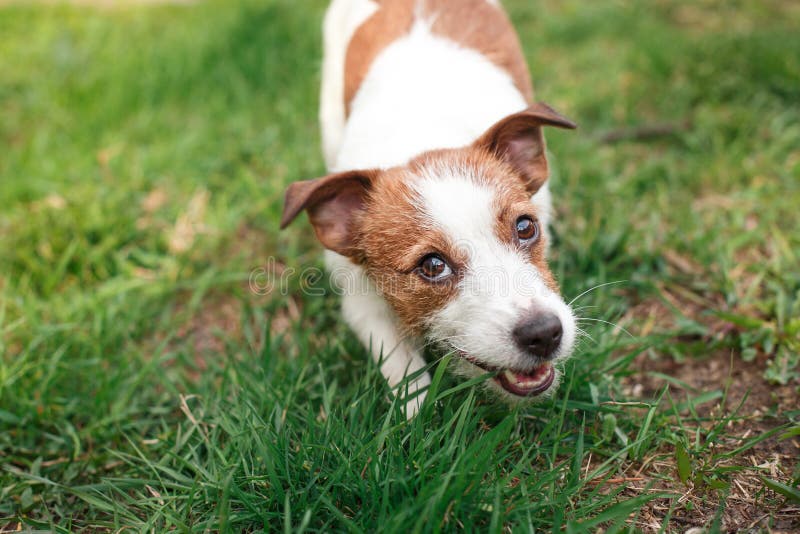 Dog Jack Russell Terrier stock photo. Image of flower - 53914138