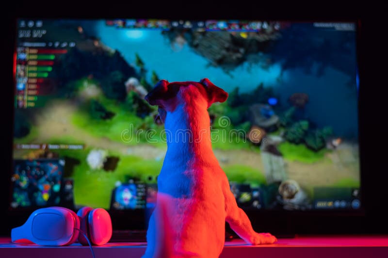Dog Jack Russell Terrier is Watching a Computer Game in Neon Light in ...