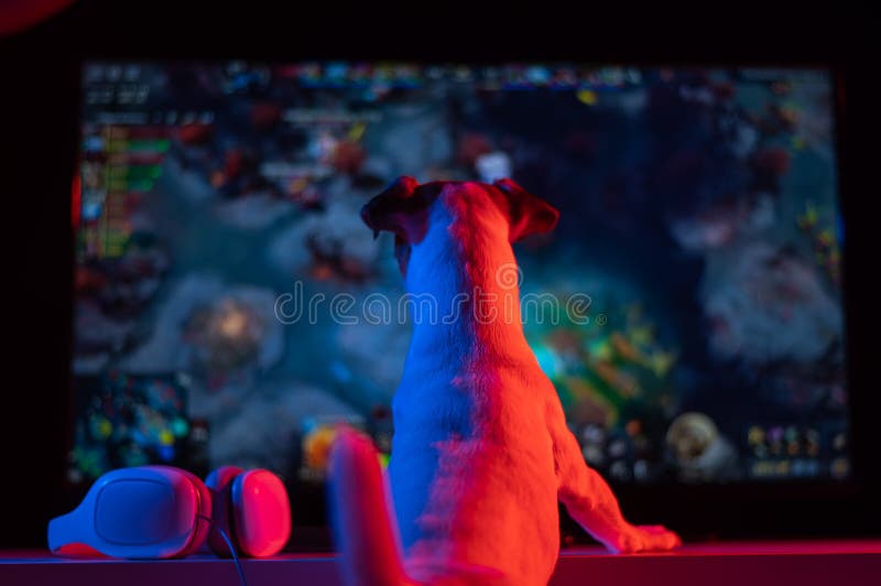 Dog Jack Russell Terrier is Watching a Computer Game in Neon Light in ...