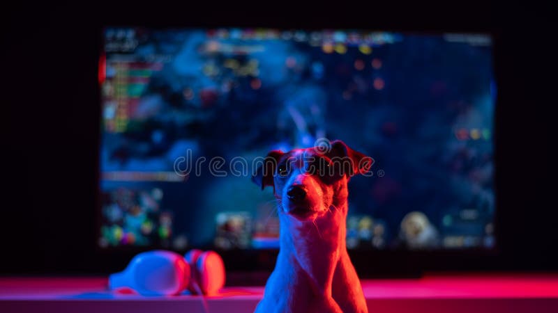 Dog Jack Russell Terrier is Watching a Computer Game in Neon Light in ...