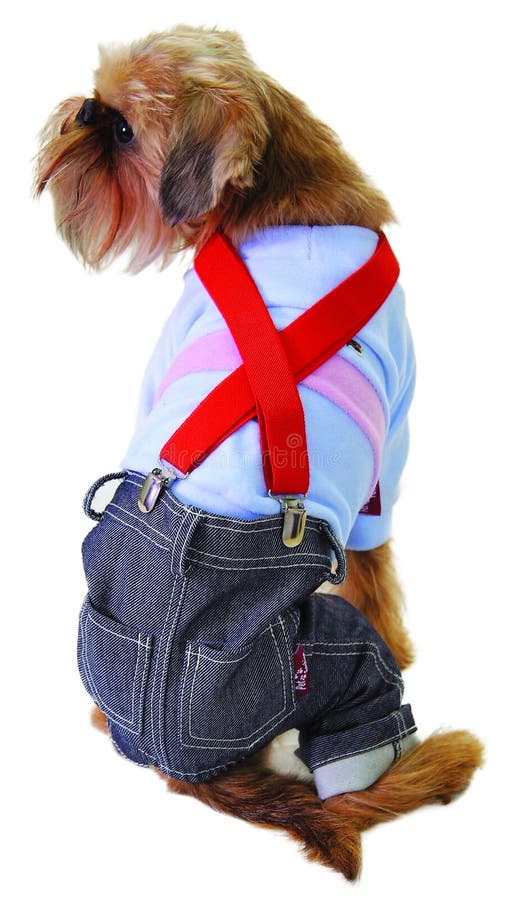 Dog in jeans and sweater stock photo. Image of griffon - 10448724