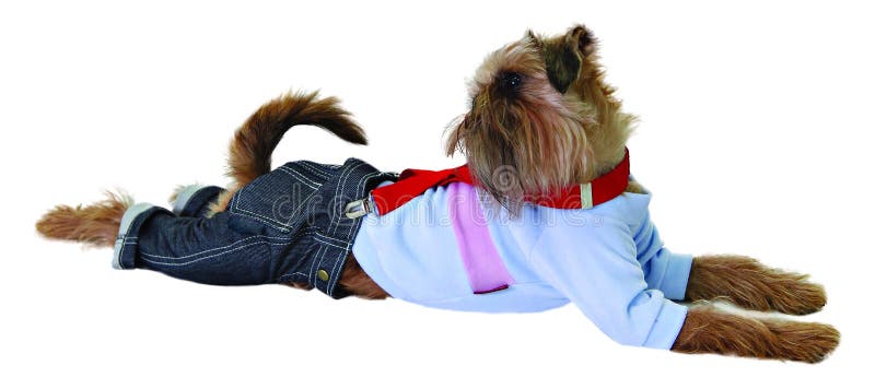 Dog in jeans and sweater stock image. Image of breed - 10491425