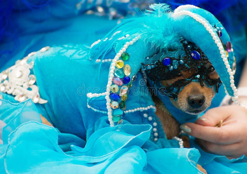 Dog in jester. stock image. Image of clown, celebration - 93478789