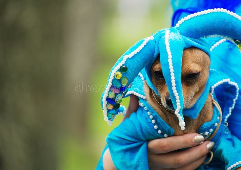 Dog in jester hat. stock image. Image of head, celebration - 93479049