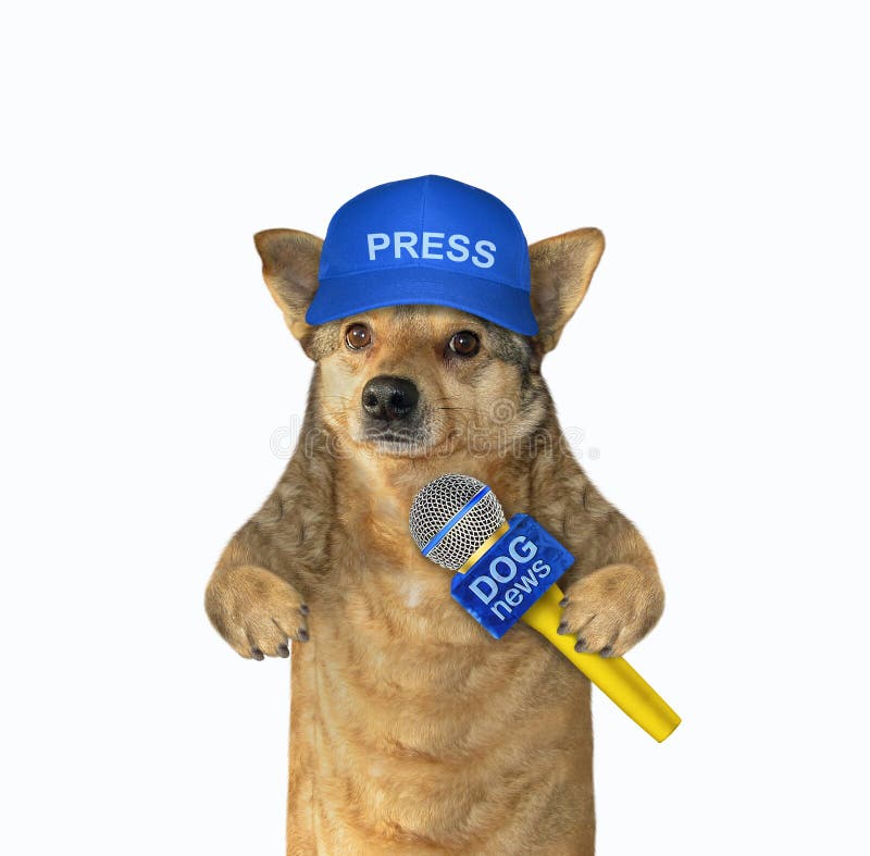 News Reporter Dog Stock Photos - Free & Royalty-Free Stock Photos from ...