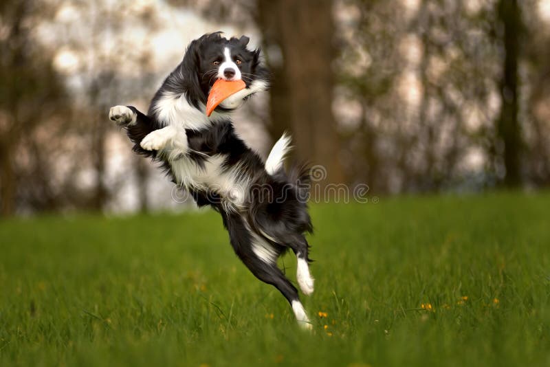 Dog jump stock photo. Image of jump, flying, collie, fetch - 75238696