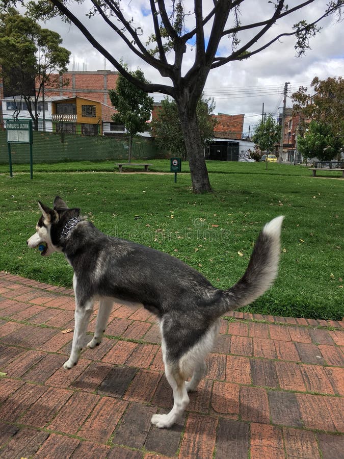 Dog jump stock photo. Image of play, jump, captured - 121806592