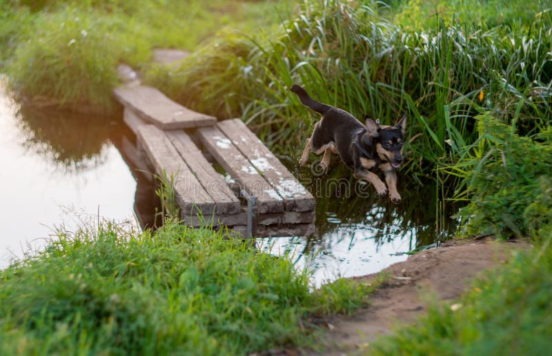 Dog jump stock image. Image of snow, sunset, black, jump - 83793117