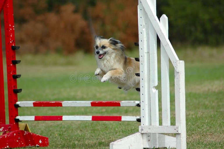Dog jumping stock photo. Image of animals, brown, doggies - 1111302