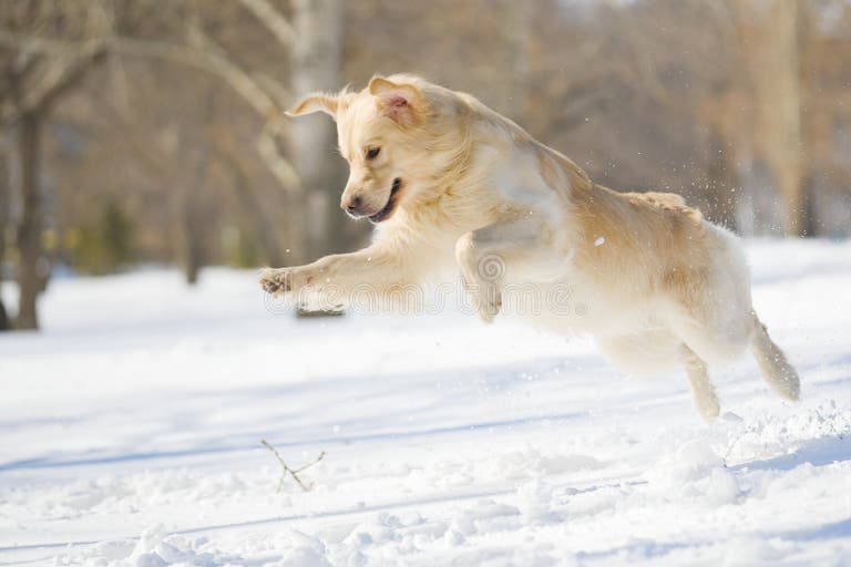 35,422 Dog Jumping Powders Stock Photos - Free & Royalty-Free Stock ...