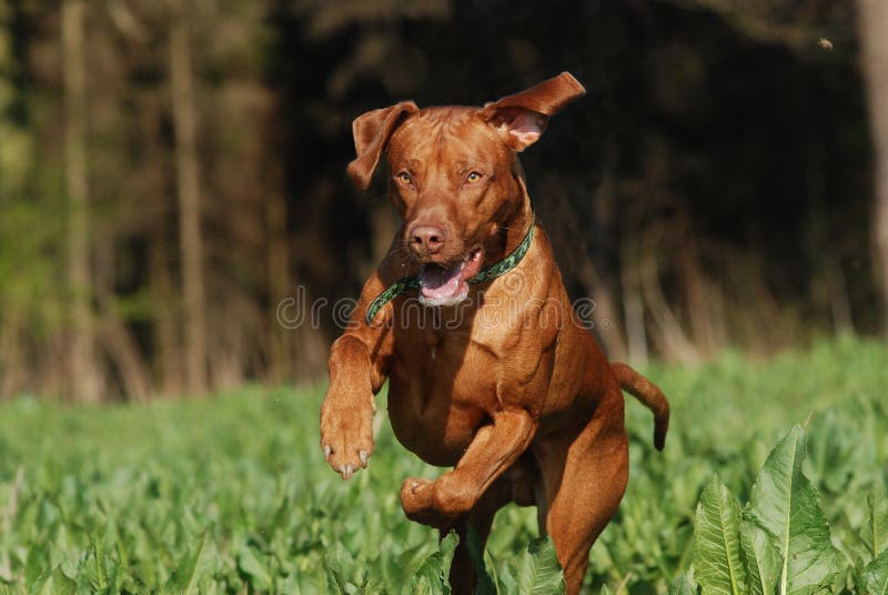 Dog jumping stock photo. Image of ridgeback, jumping - 19346760