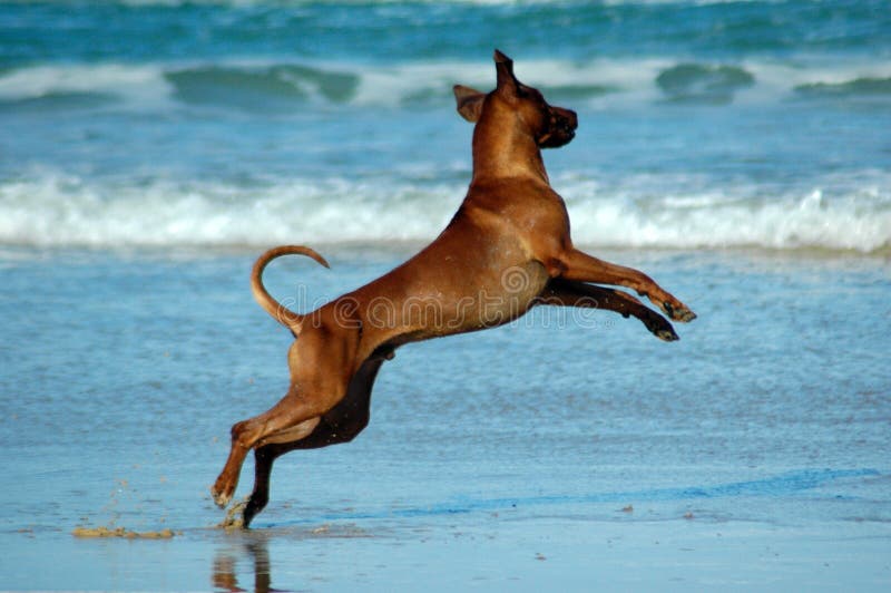 Shar pei stock photo. Image of willing, trained, friendship - 2308048