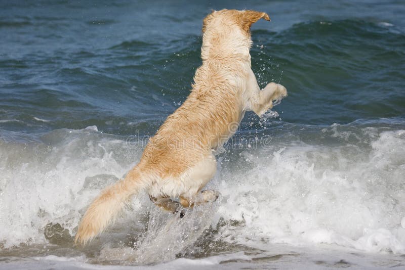 Dog jumping stock image. Image of game, splash, animal - 3555251
