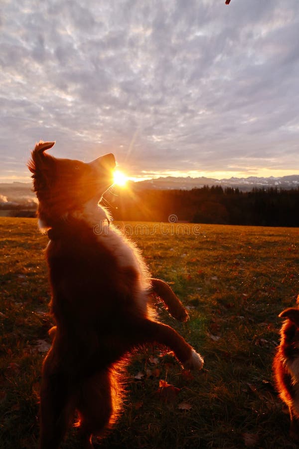 Dog Jumping Air Looking Up Sun Stock Photos - Free & Royalty-Free Stock ...