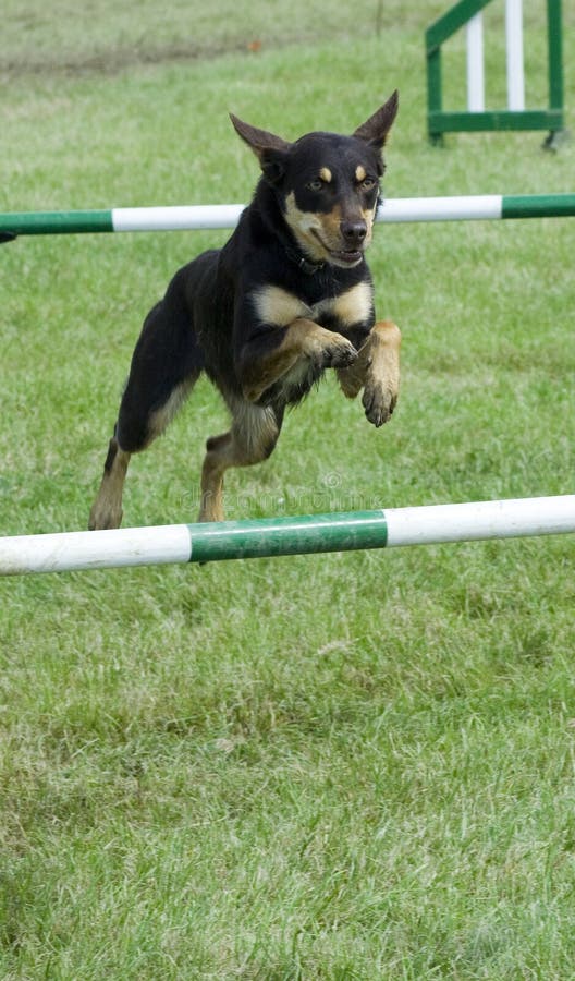 Dog jumping over hurdle stock image. Image of competition - 2507811