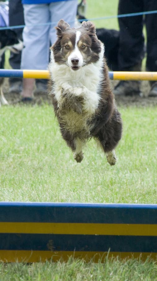 Dog jumping over hurdle stock image. Image of animal, hurdles - 2507889