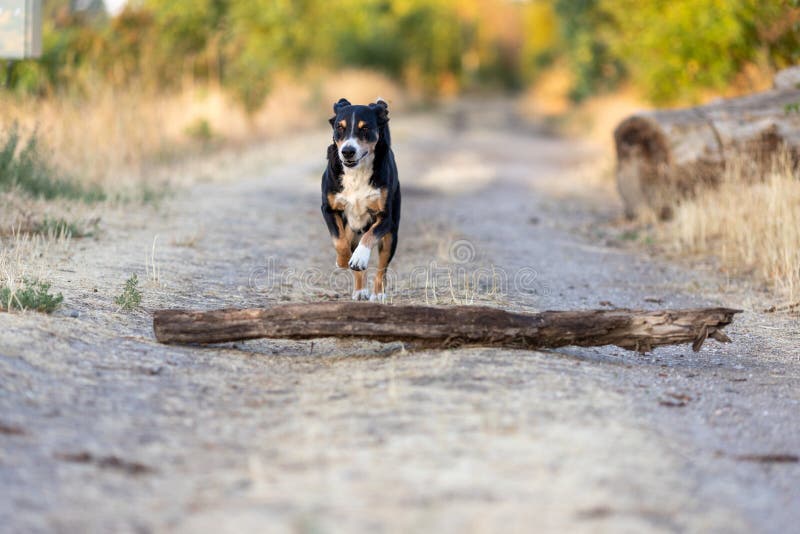 Dog is Jumping Over a Large Tree Trunk in the Forest, Appenzeller ...