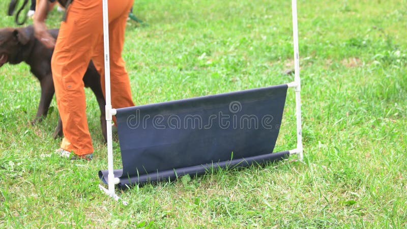 Dog is Jumping Over a Low Jump Bar. Stock Footage - Video of meadow ...