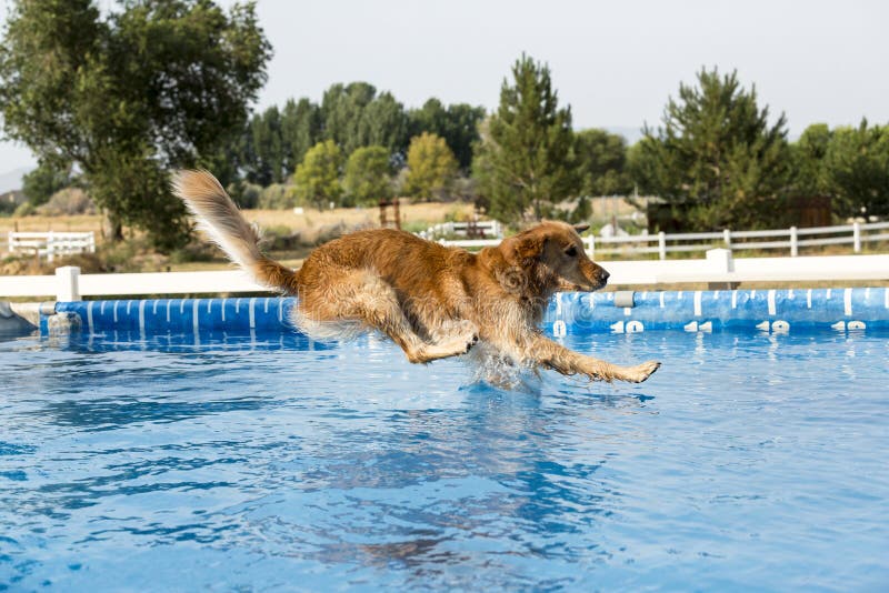 Dog jumping into a pool stock photo. Image of bumper - 124117846