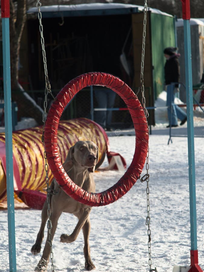Jumping ring-tailed lemur stock photo. Image of monkey - 36049628