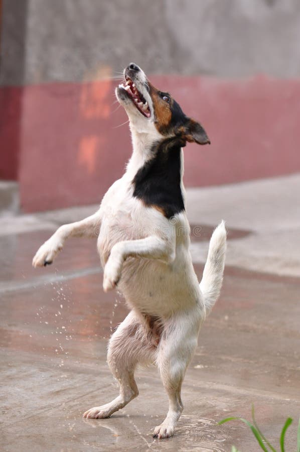 Dog jumping stock photo. Image of hiding, friend, leaves - 97483750
