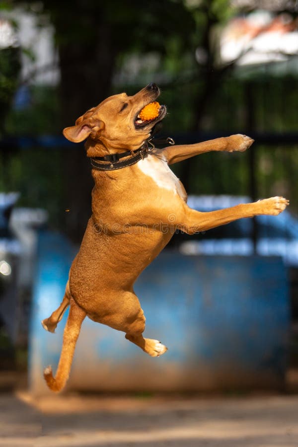 Dog Jumping To Catch the Ball in the Air Stock Image - Image of park ...