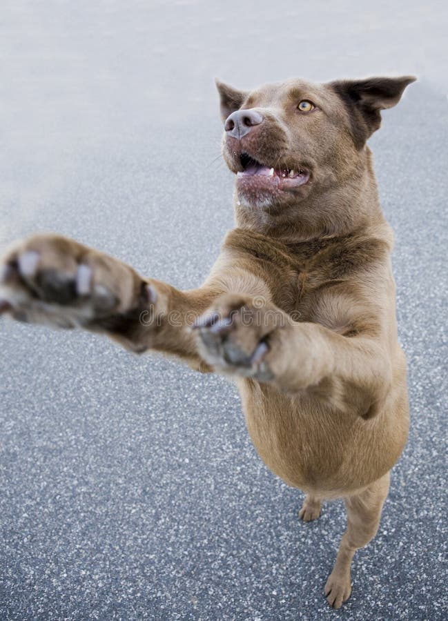 Dog jumping for treat stock photo. Image of jumping, brown - 4492506