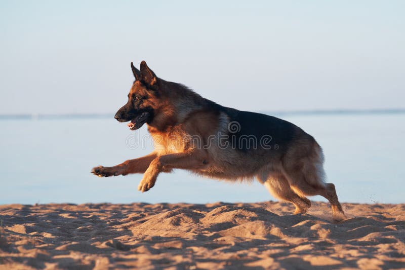 Dog Jumping in Water. German Shepherd on the Beach, on the Sea Stock ...
