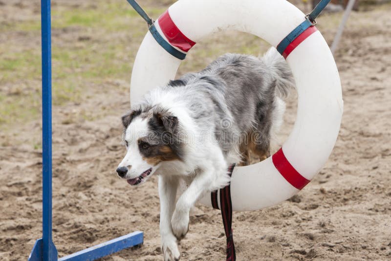 Dog jumps through hoop stock image. Image of brown, show - 75279229