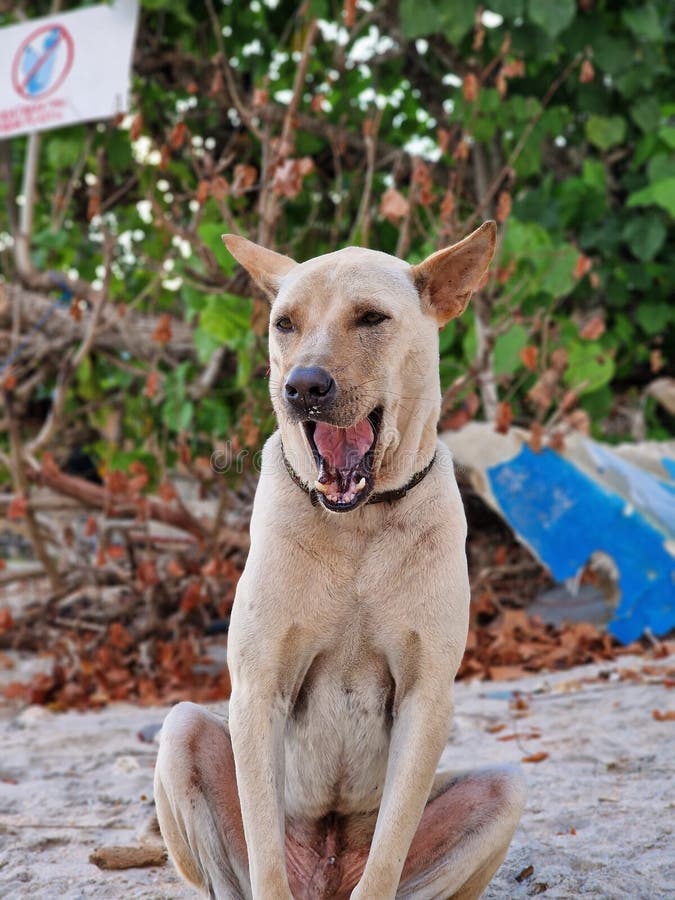 A Dog Just Sitting on the Sand Stock Photo - Image of mammal, sitting ...