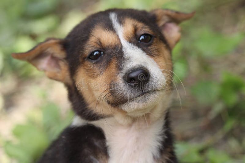 Keen eyes stock photo. Image of nature, eyes, keen - 108532676