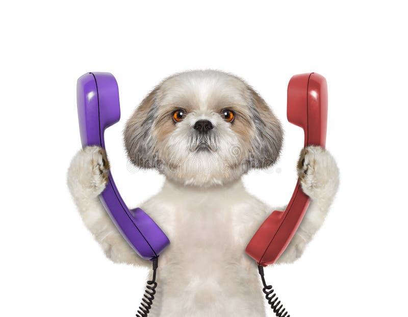 Dog keeps phone and frame stock image. Image of cable - 73678839