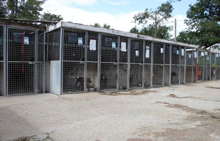 Prison Dogs Adoption Stock Photos - Free & Royalty-Free Stock Photos ...