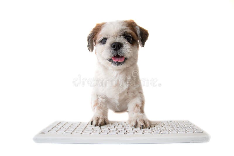 Dog with keyboard. stock image. Image of breed, portrait - 104637153