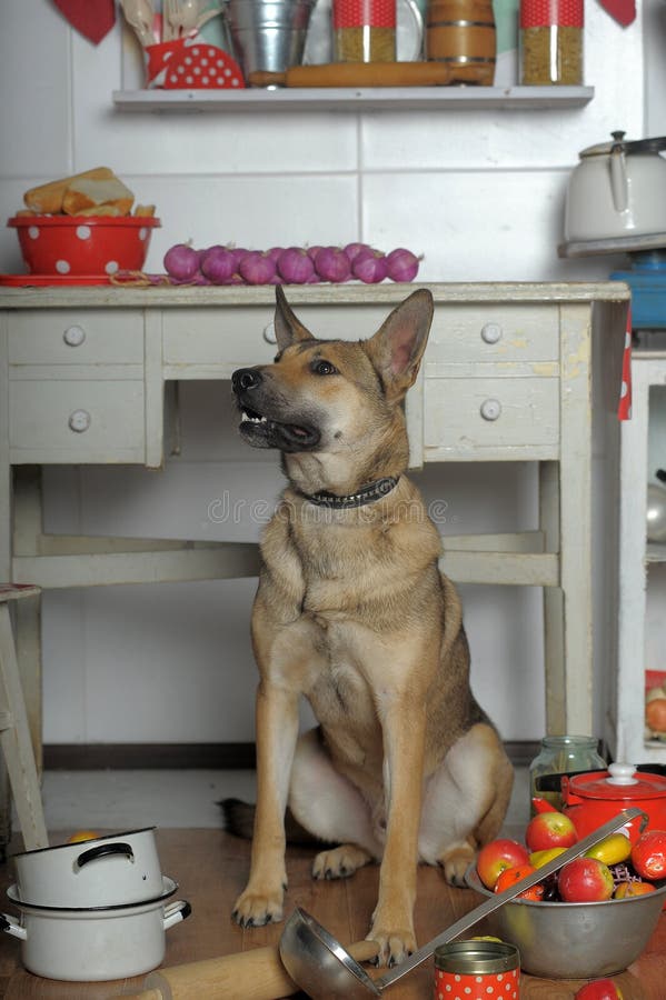 Dog in the kitchen stock photo. Image of dough, learning - 34081752