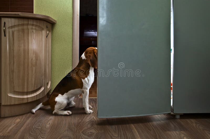 Dog in kitchen stock photo. Image of retriever, interior - 39979834