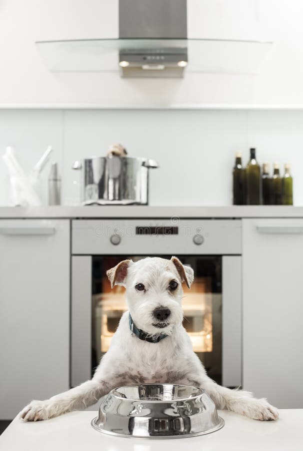 Dog in a kitchen stock photo. Image of hungry, food, cute - 30463032