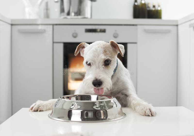 Dog in a kitchen stock image. Image of concepts, anticipation - 30463035