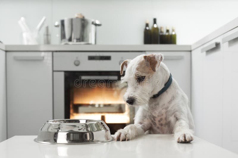 Dog in a kitchen stock photo. Image of male, purebred - 30463040